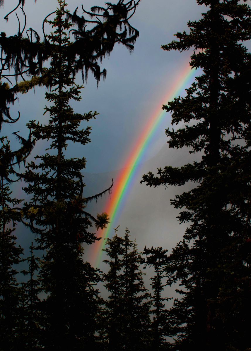 'Rainbow between trees' Poster, picture, metal print, paint by PANDAS ...