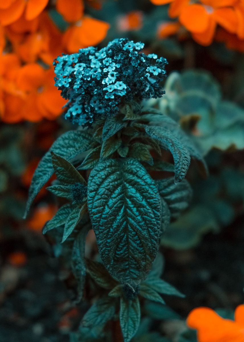 'Nature Flow 2' Poster, picture, metal print, paint by FORTUNAE | Displate