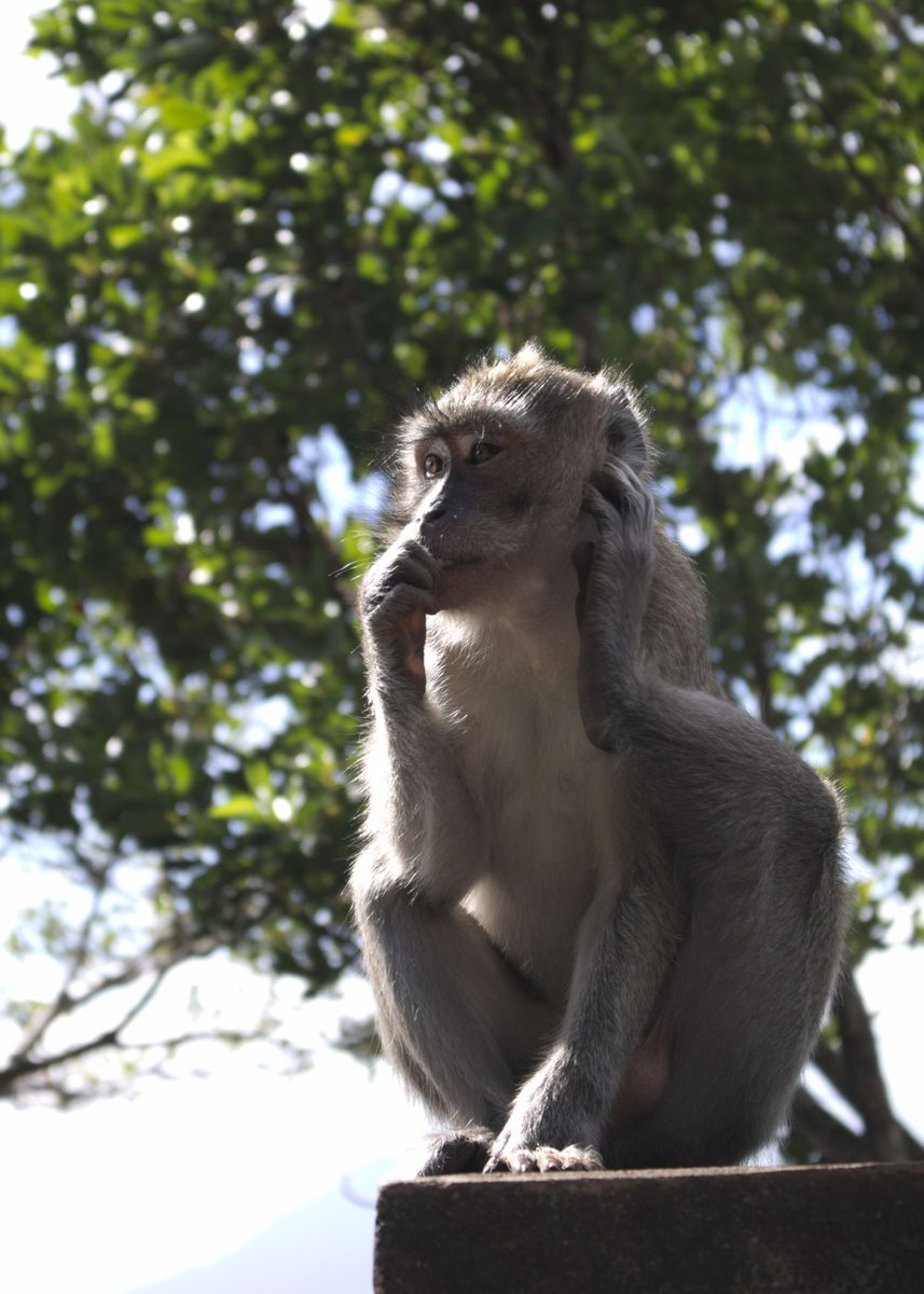 'macaque portrait' Poster by Sebastian Slavik | Displate