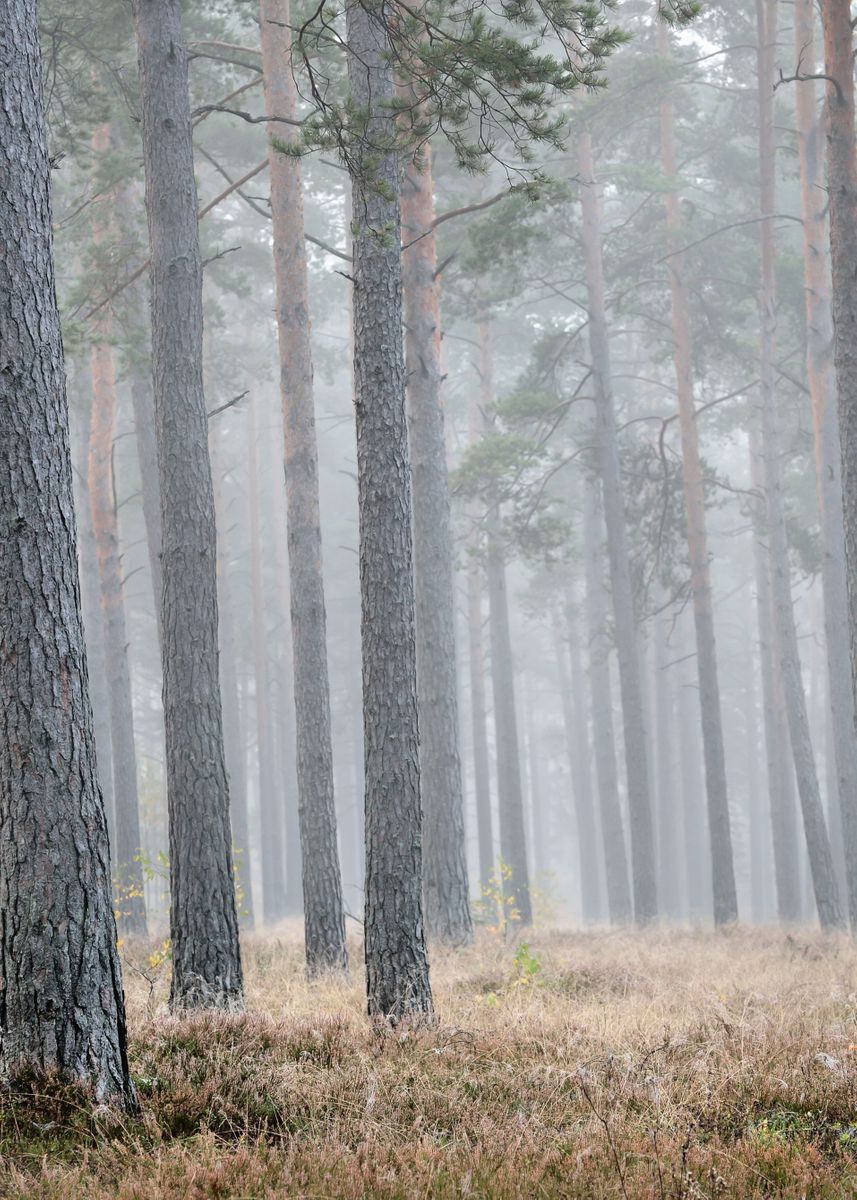 'Strong Morning Fog In The ' Poster, picture, metal print, paint by ...