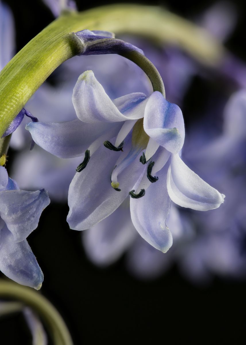'Bluebell Closeup' Poster by Adam | Displate