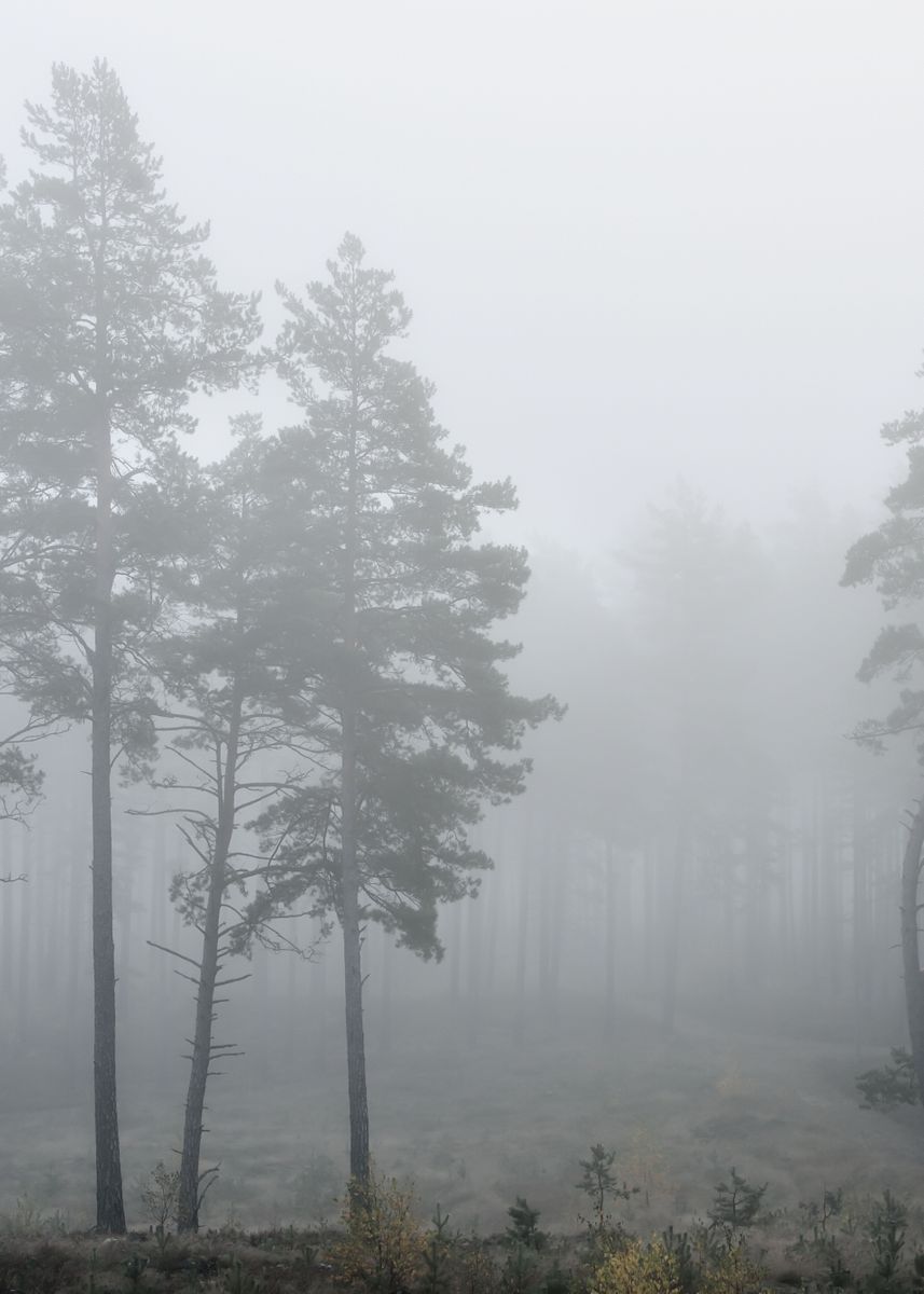 'Strong Morning Fog In The ' Poster, picture, metal print, paint by ...