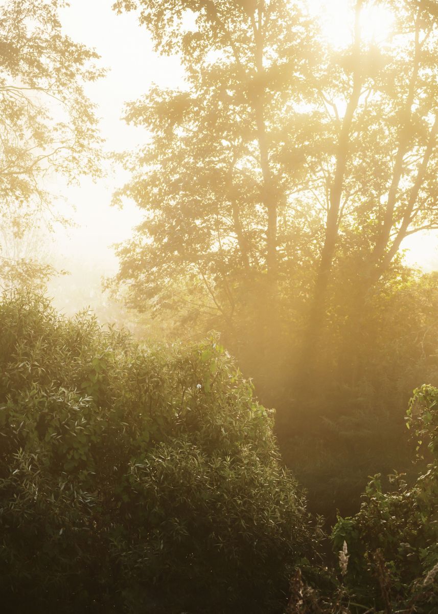 'Morning Fog' Poster, picture, metal print, paint by Noah | Displate