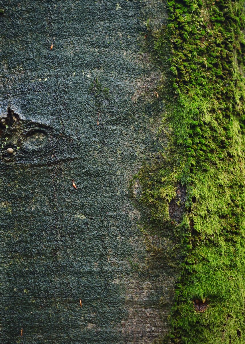 'Autumn Forest In The Nethe' Poster by Noah | Displate