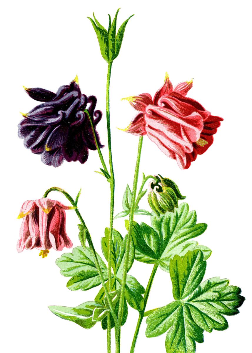 'Columbine' Poster, picture, metal print, paint by Ivan Kirovski | Displate