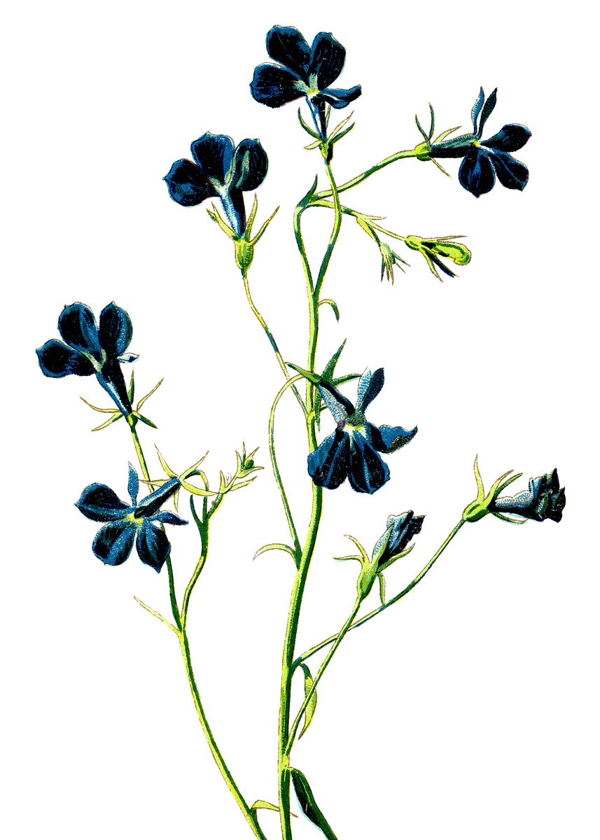 'Blue Lobelia' Poster, picture, metal print, paint by Ivan Kirovski ...