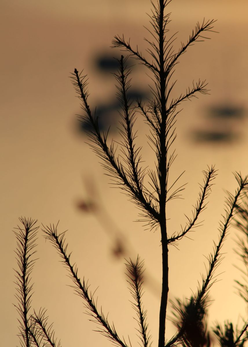 'Dawn Shadows' Poster by Julian Brand | Displate