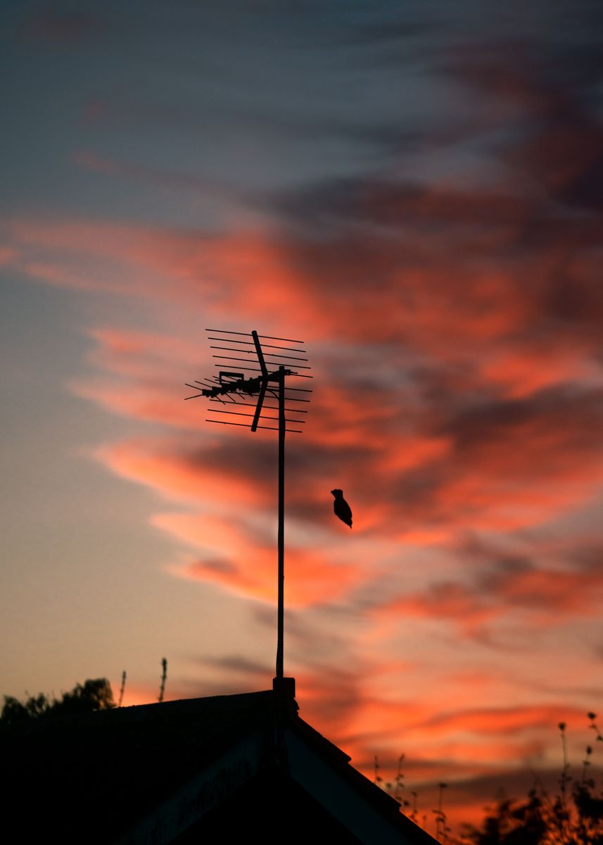 'Sun Setting' Poster, picture, metal print, paint by Kash Gaddam | Displate