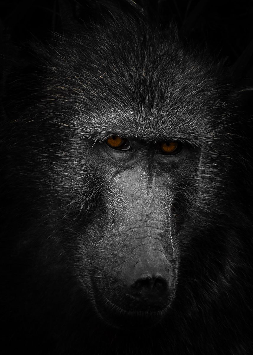 'BABOON PORTRAIT' Poster, picture, metal print, paint by Barbara ...