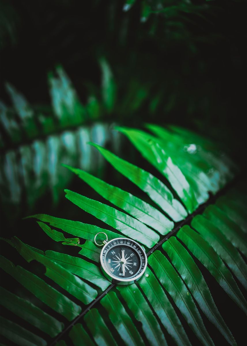 'Compass Laying On Fern Lea' Poster, picture, metal print, paint by ...