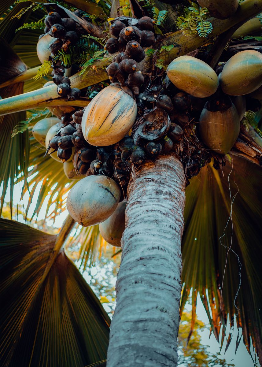 'Close Up Of Thefamous Coco' Poster, picture, metal print, paint by ...