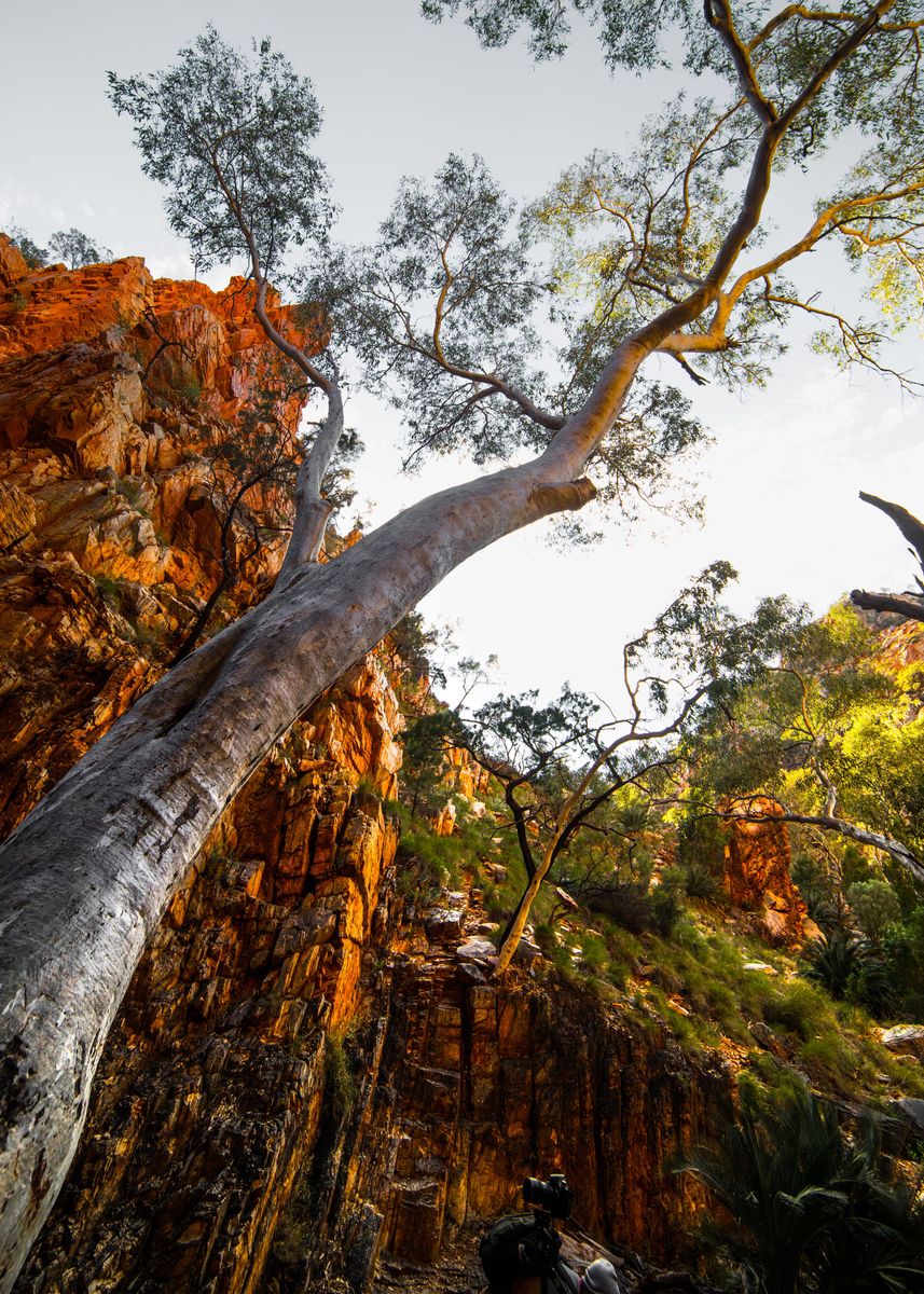 'Alice Springs Australia Ho' Poster, picture, metal print, paint by ...