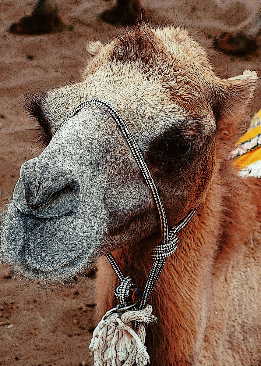 'camel Camel ' Poster by Haruka Studio | Displate