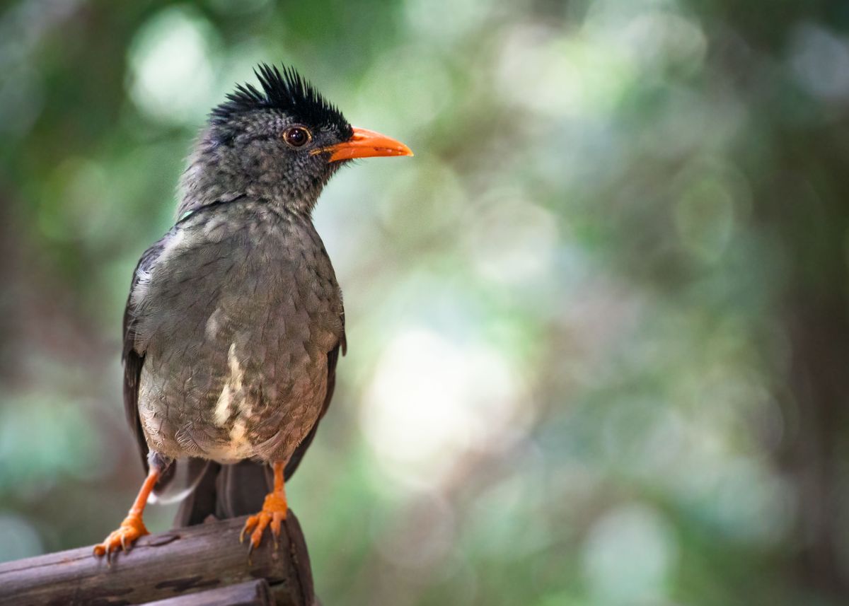 'Curious Seychelles Bulbul' Poster by Bluesky | Displate