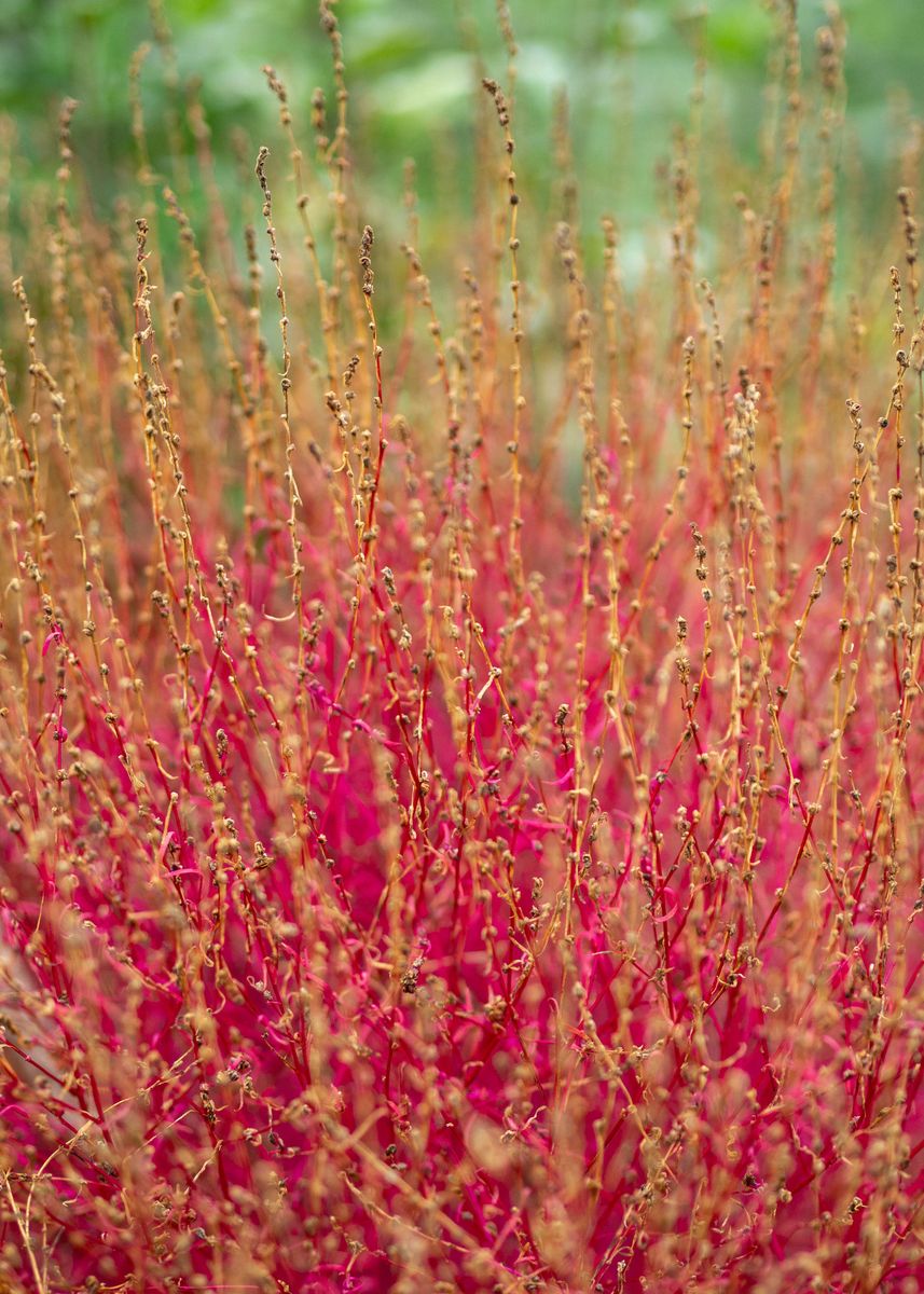 'Gradient bush ' Poster, picture, metal print, paint by Daniel V | Displate