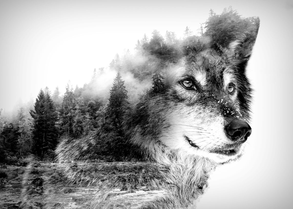 'Wolf 2 double exposure' Poster by VM Designs | Displate