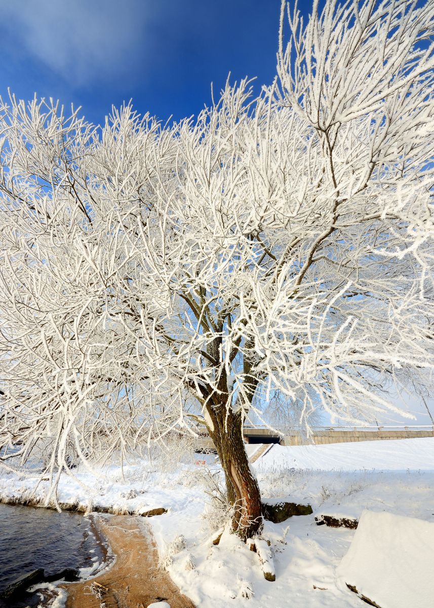 'HoarFrost On Trees In Wint' Poster by Noah | Displate