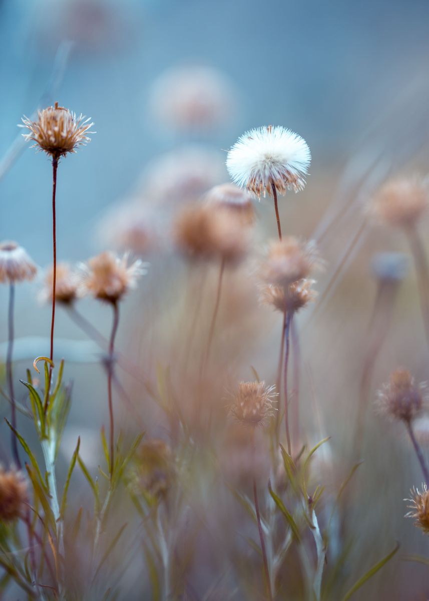 'Spring Blue Abstract Na' Poster, picture, metal print, paint by Noah ...