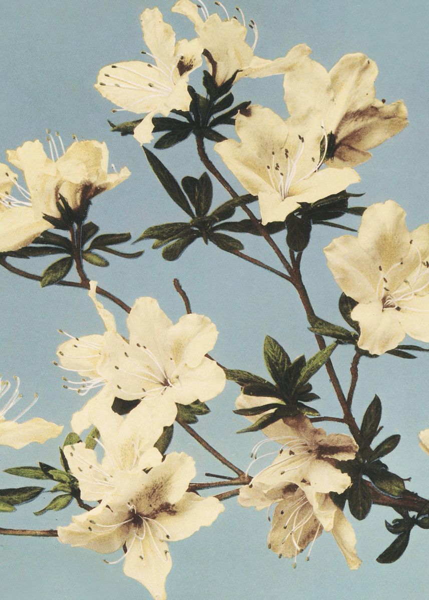 'Azalea Flowers Traditional' Poster, picture, metal print, paint by ...