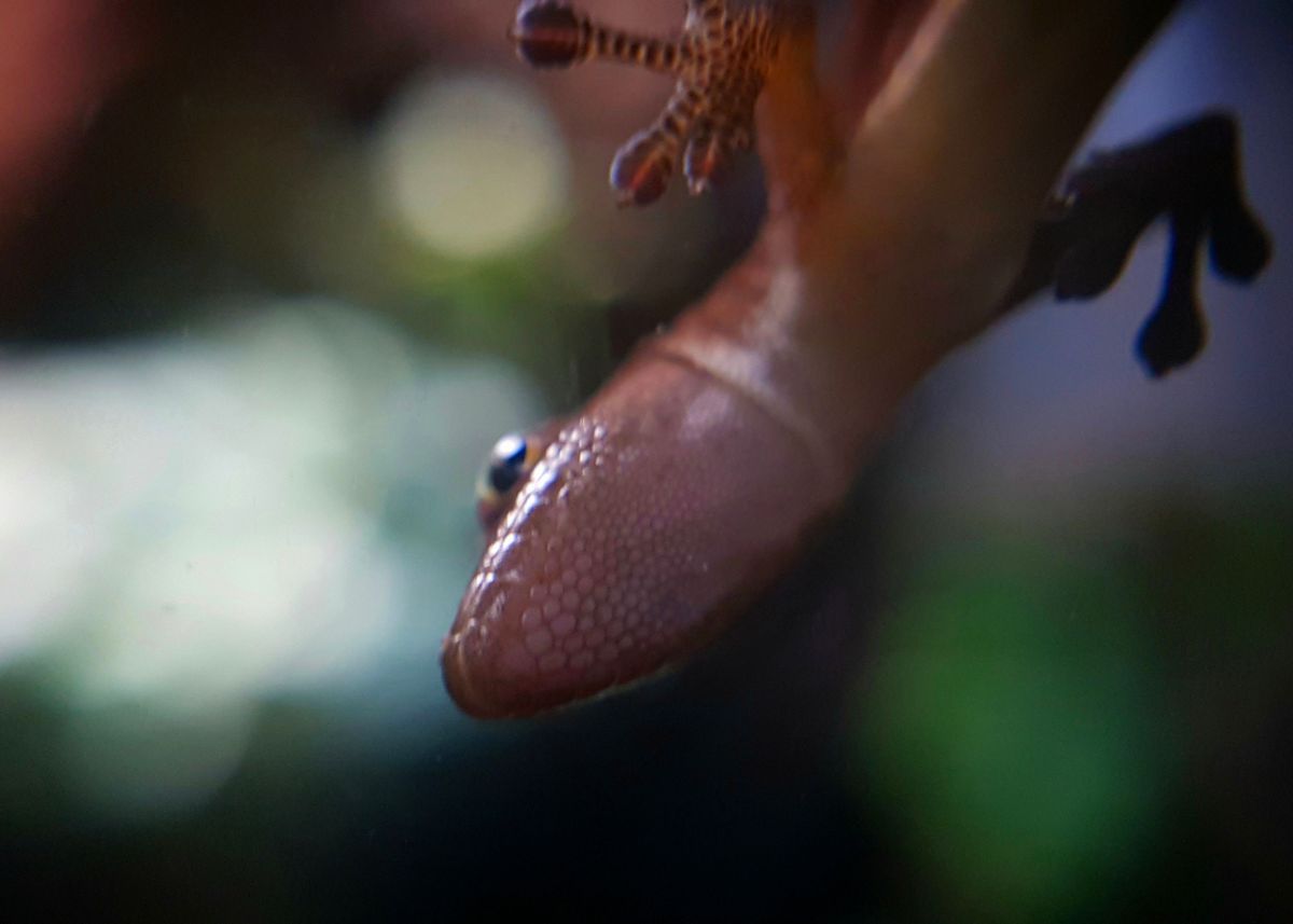 'Cameroon Dwarf Gecko Owner' Poster by Jon Alderman | Displate