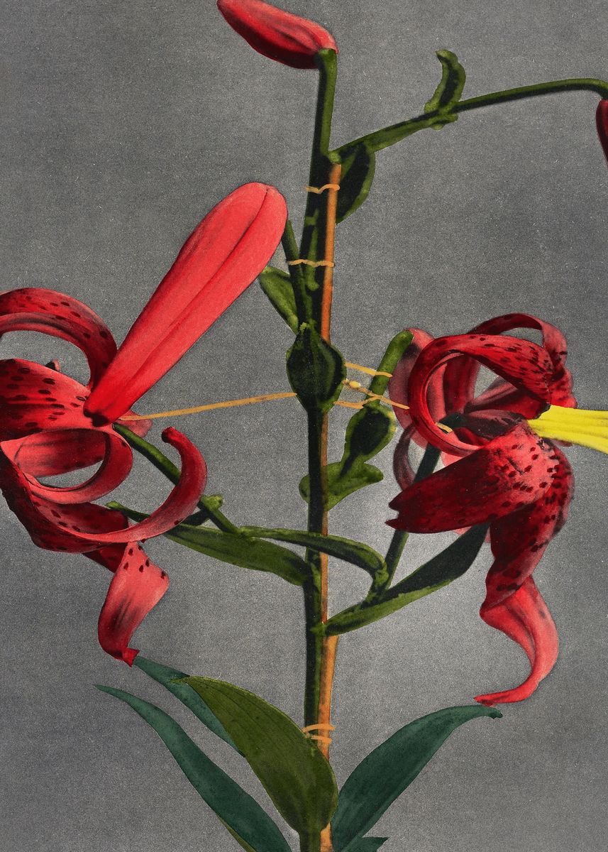 'Lily Traditional Japanese' Poster, picture, metal print, paint by ...