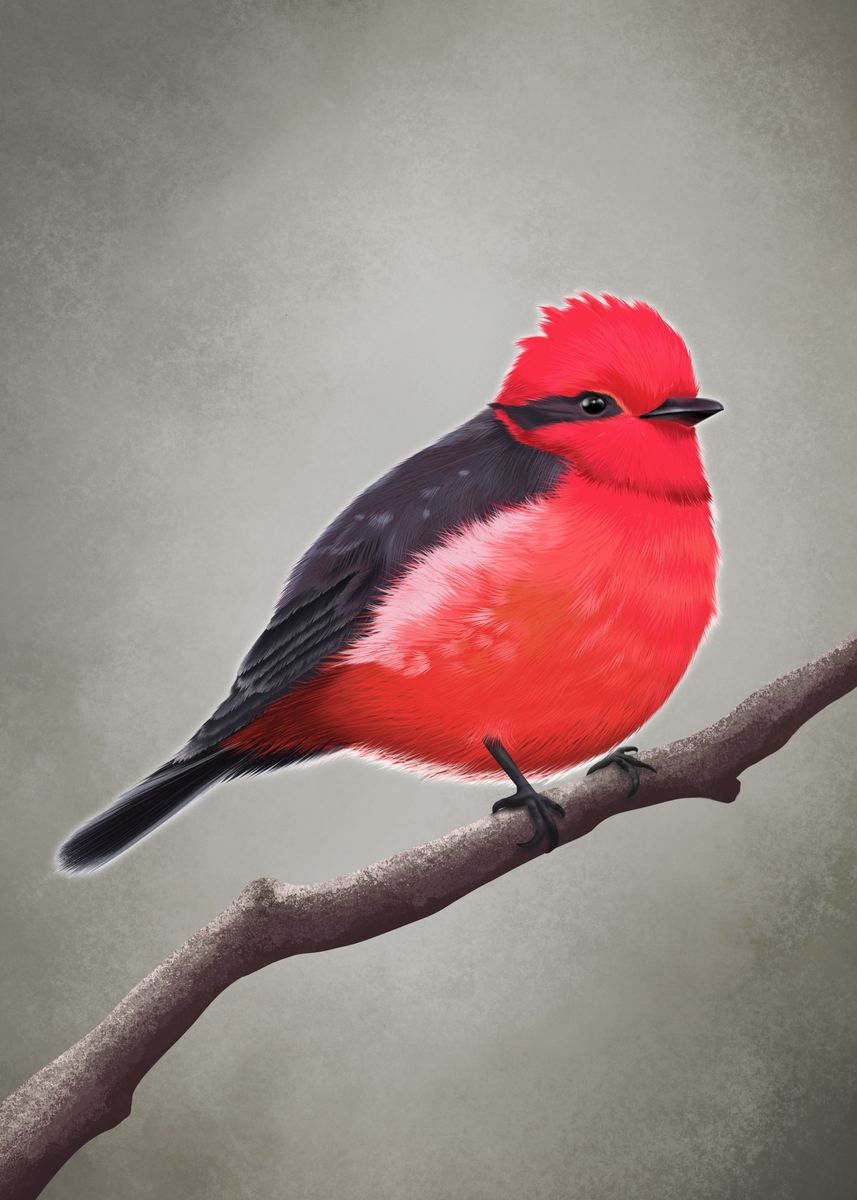 'Vermilion Flycatcher Bird' Poster, picture, metal print, paint by just ...