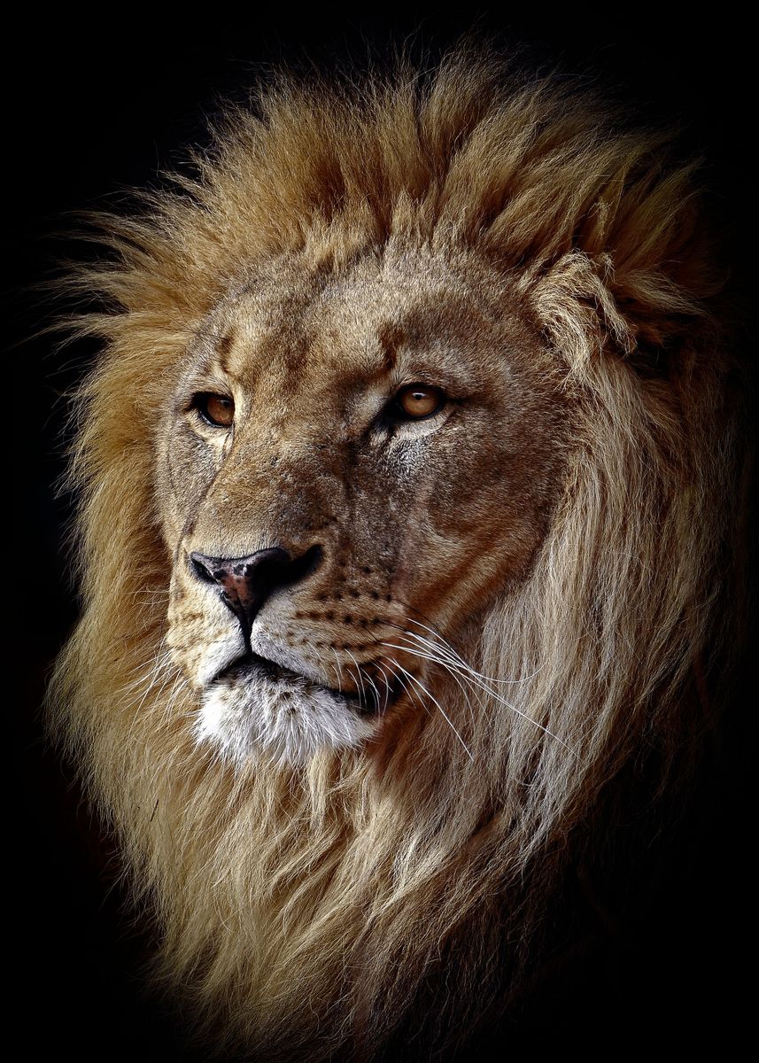 'East African lion head 01' Poster, picture, metal print, paint by mk ...