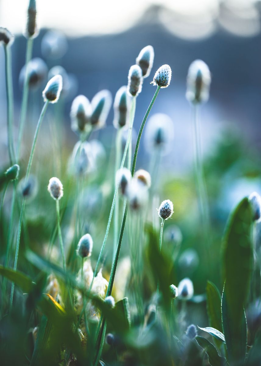 'Spring Nature Background' Poster, picture, metal print, paint by Noah ...