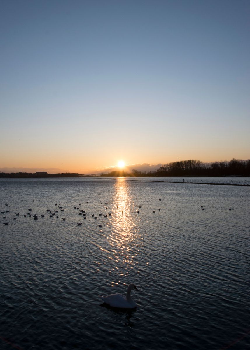 'Swan sunlight' Poster, picture, metal print, paint by Mathieu ...