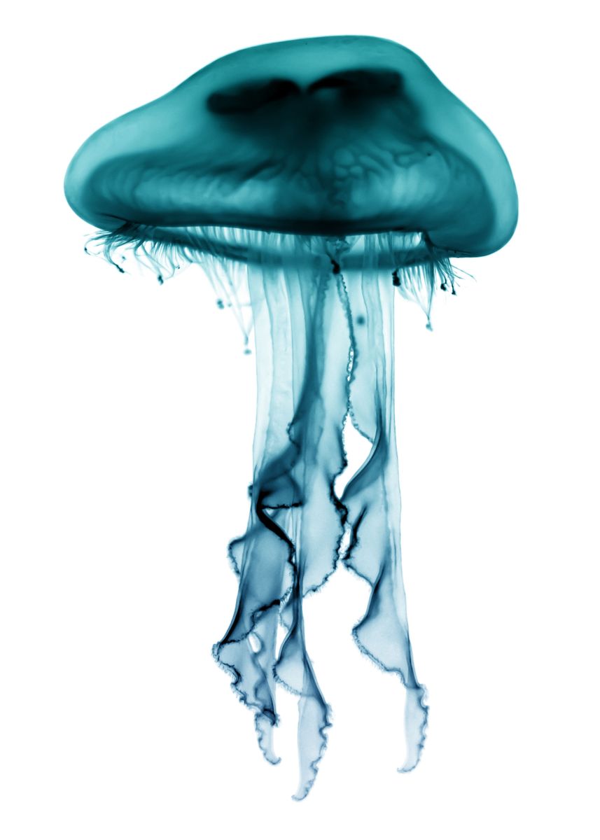 'Jellyfish Green Blue' Poster by Shane Courier | Displate
