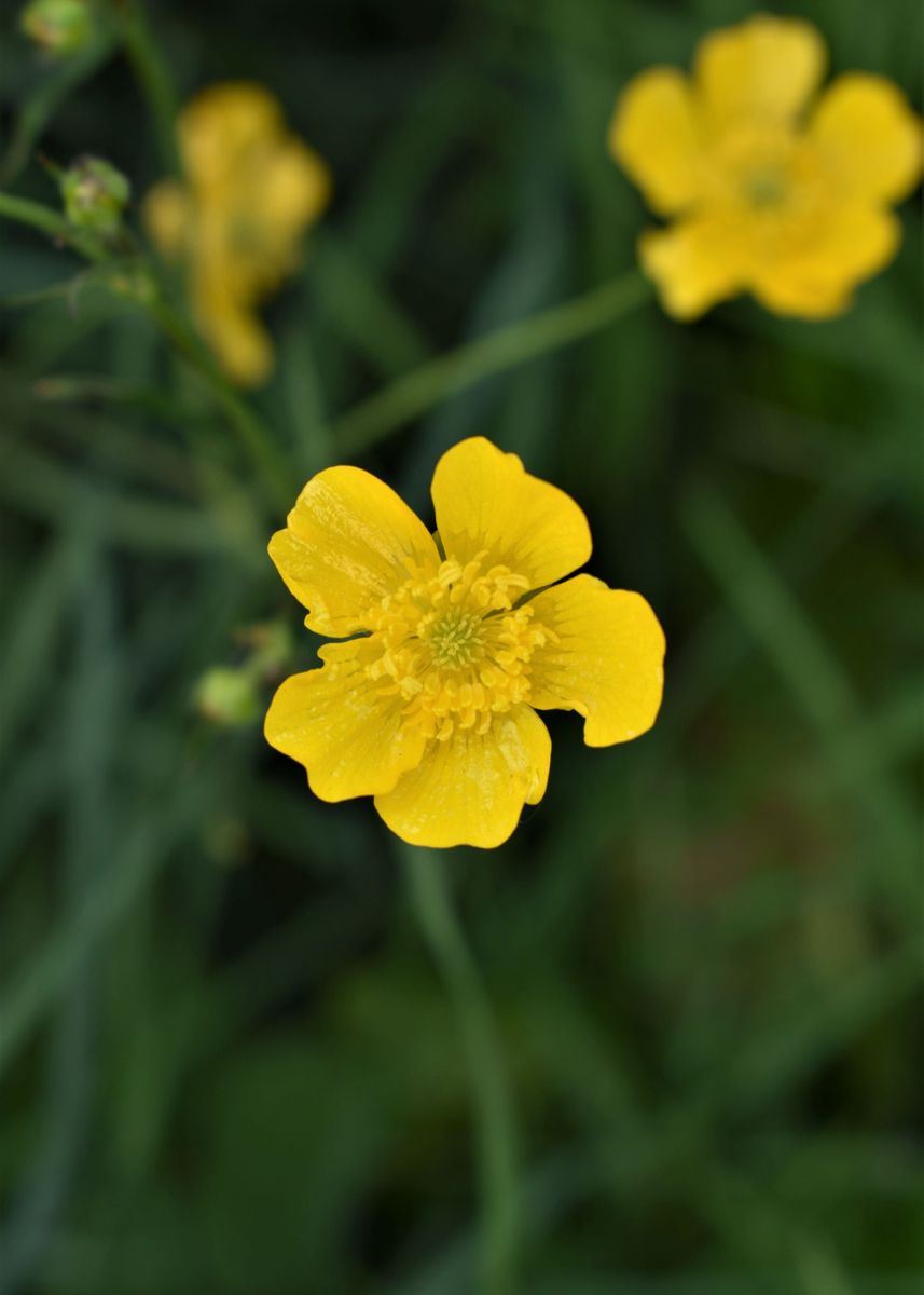 'buttercup' Poster by Chris siwy | Displate
