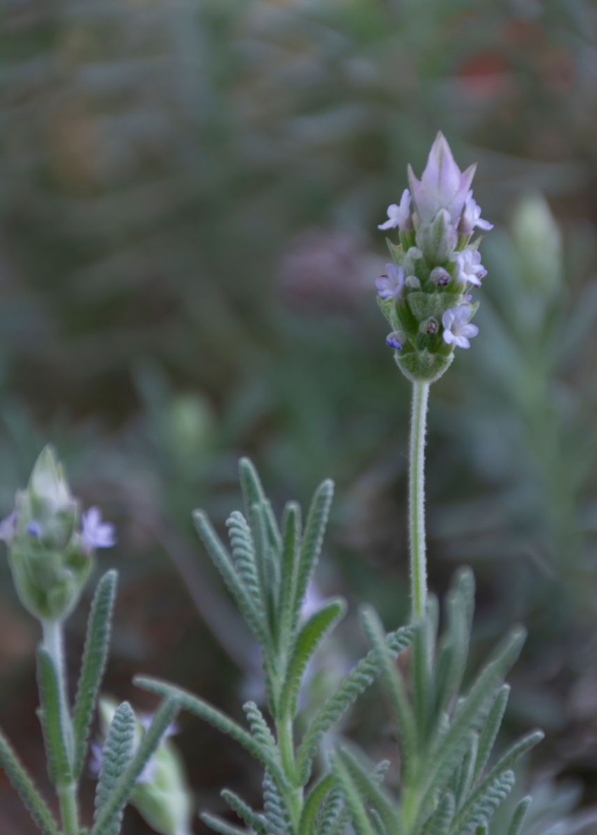 'angustifolia' Poster by Anahy Modeneis | Displate