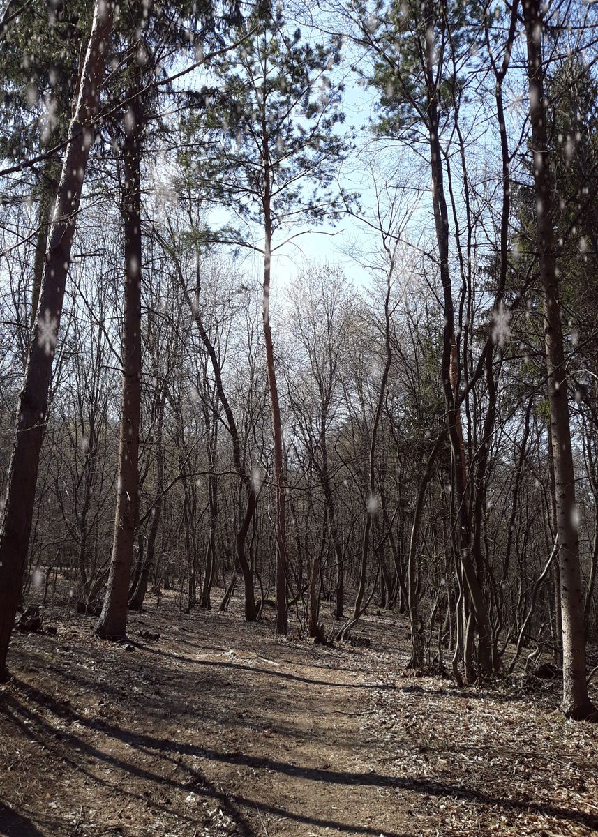 'Noon forest' Poster, picture, metal print, paint by Edy Art Space ...