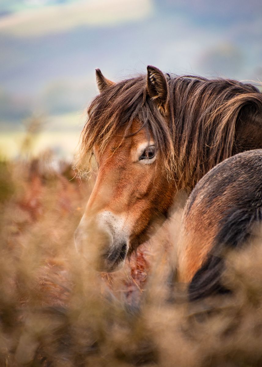 'Looking back' Poster by Sabine Photography | Displate