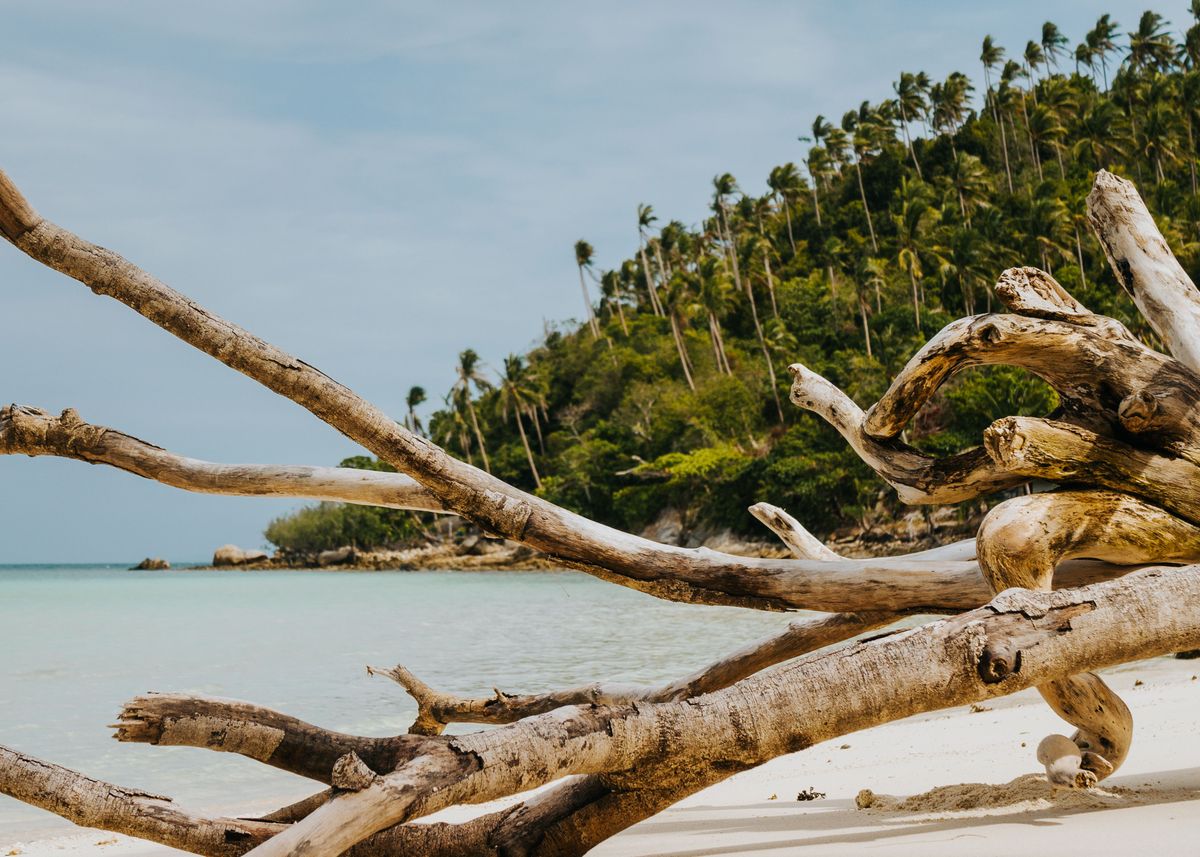 'Dry Root On Haad Salad Bea' Poster by Noah | Displate