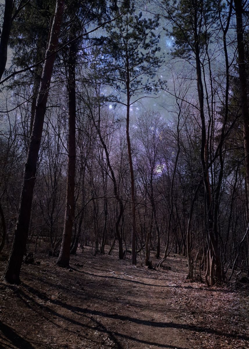 'Deep night forest' Poster, picture, metal print, paint by Edy Art ...