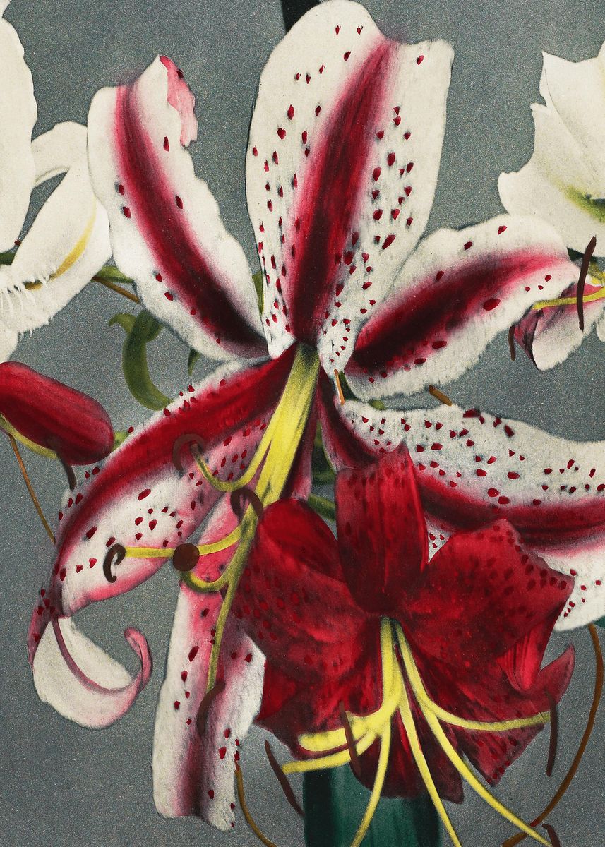 'Colorful Lilies Traditiona' Poster, picture, metal print, paint by ...