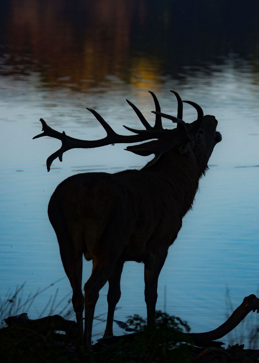 'Calling Deer' Poster, picture, metal print, paint by ChrisChris Fight ...