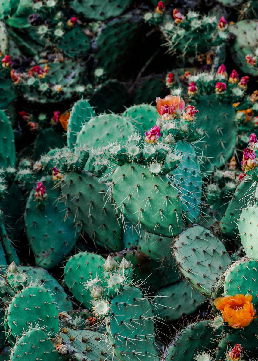 'Cactus Flower' Poster, picture, metal print, paint by ChrisChris Fight ...