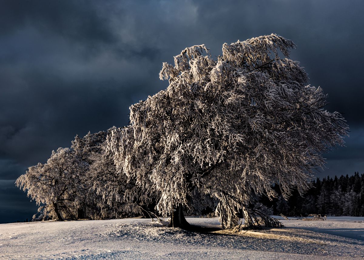 'Winter storm' Poster by Wiktor Borozdin | Displate