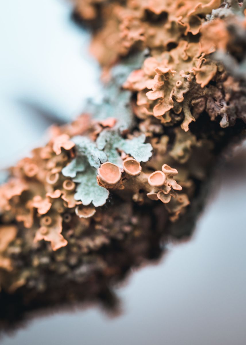 'Lichen 2' Poster by Tom Morel | Displate