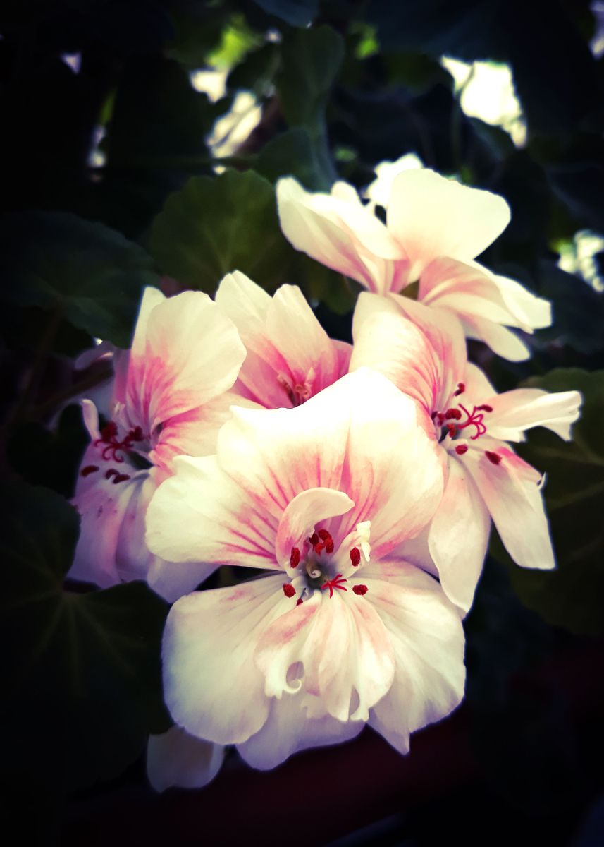 'Geranium' Poster, picture, metal print, paint by Edy Art Space | Displate