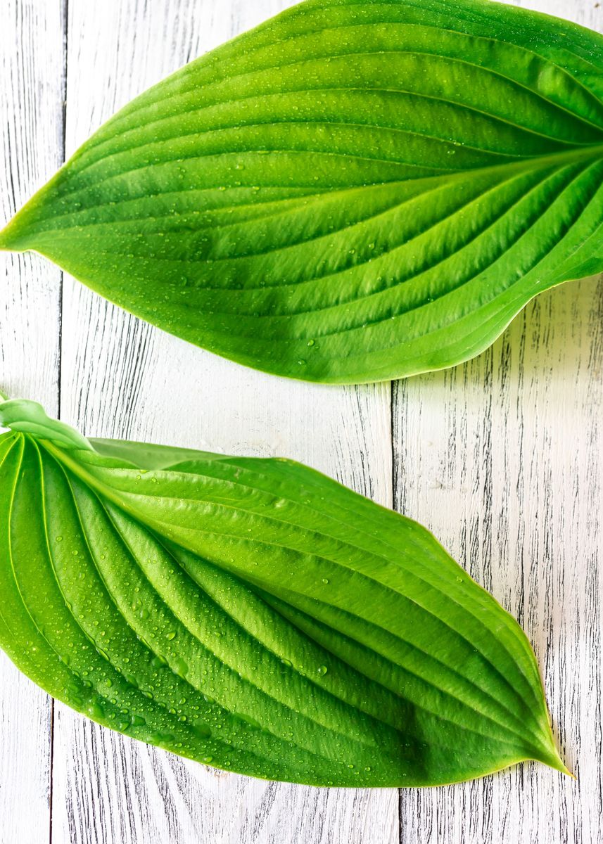 'Two green leaves' Poster by Oleksandr Prokopenko | Displate