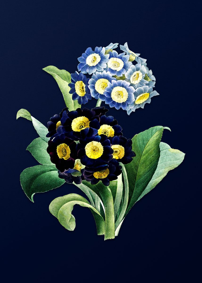 'Mountain Cowslip on Blue' Poster, picture, metal print, paint by Holy ...