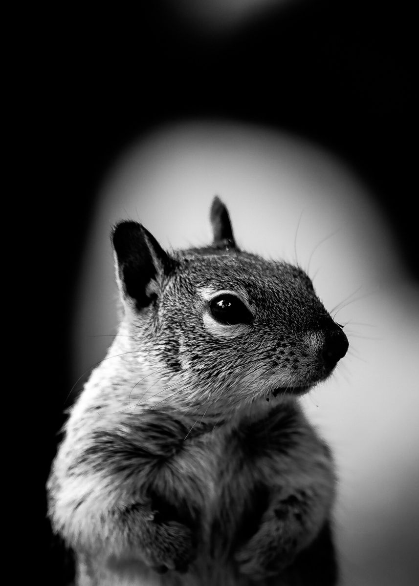 'The portrait of a squirrel' Poster by Mathis Pelissolo | Displate