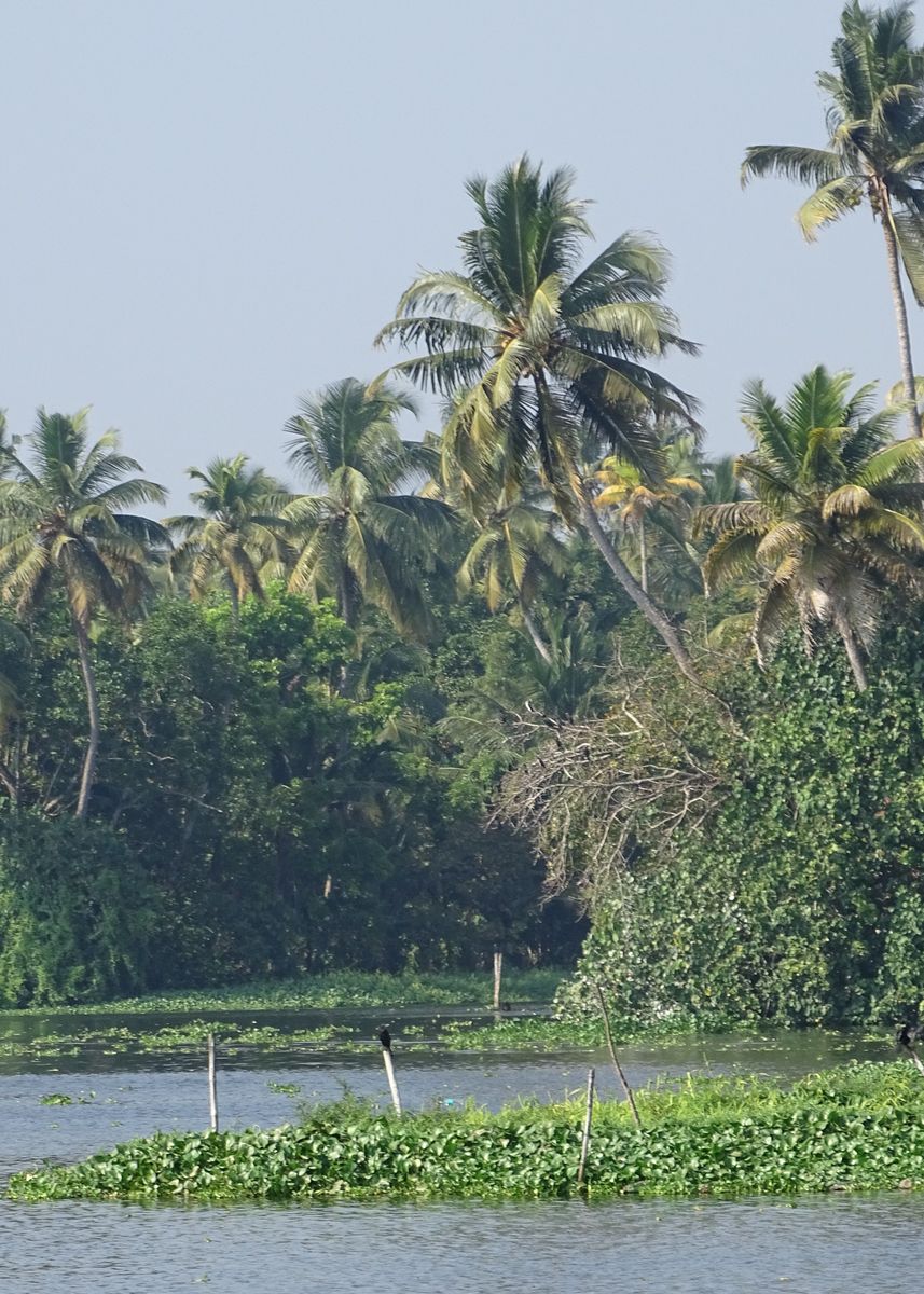 'stunning Kerala backwaters' Poster, picture, metal print, paint by ...