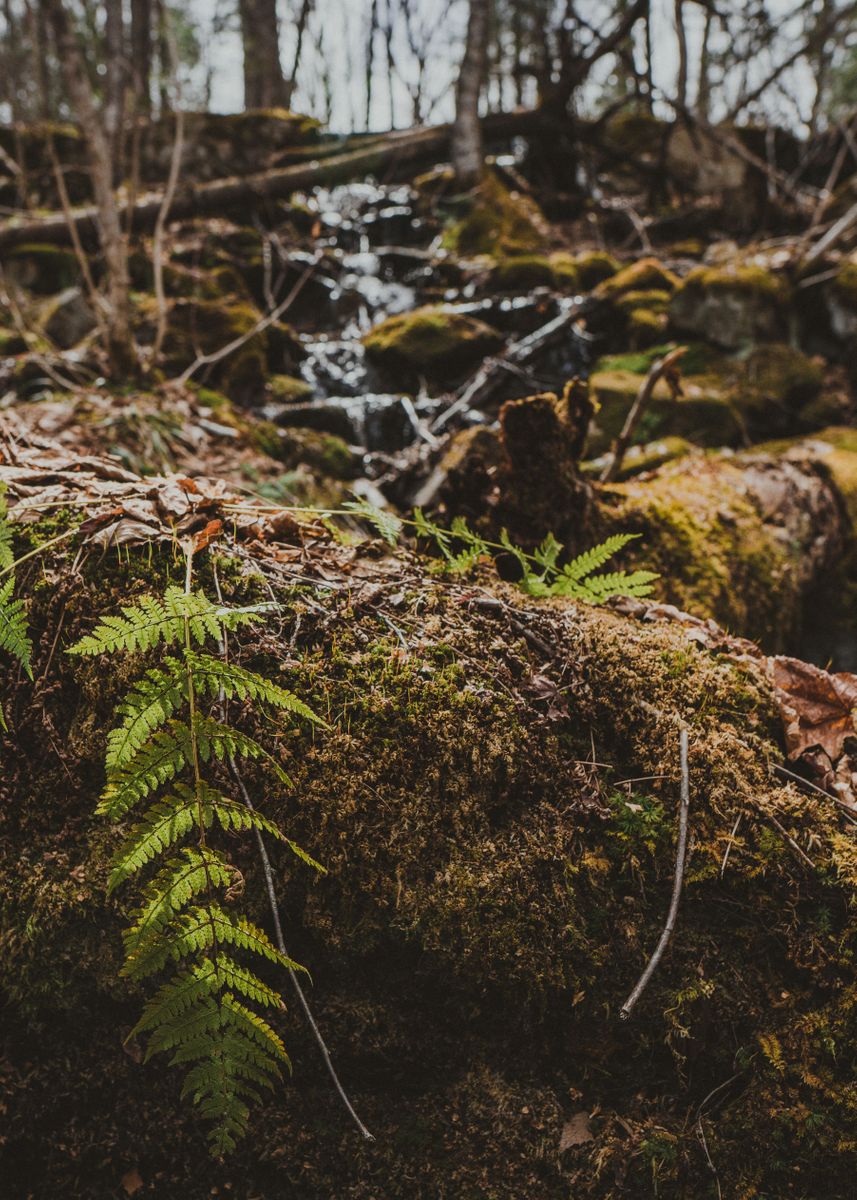 'Lost in the Forest' Poster, picture, metal print, paint by Gabriel ...