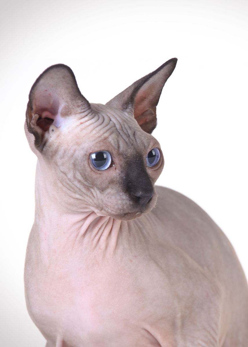 'Canadian Sphynx cat' Poster by PetsArt Design | Displate