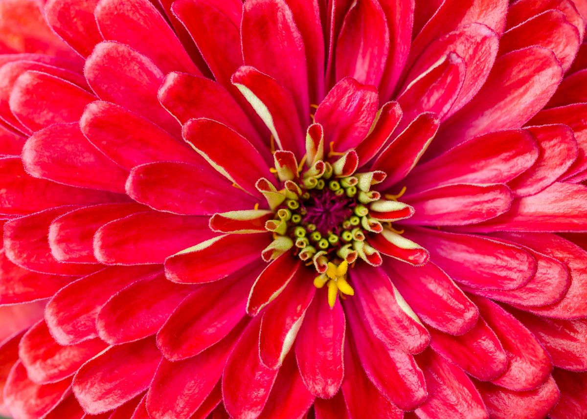 'Red flower ' Poster by Oleksandr Prokopenko | Displate