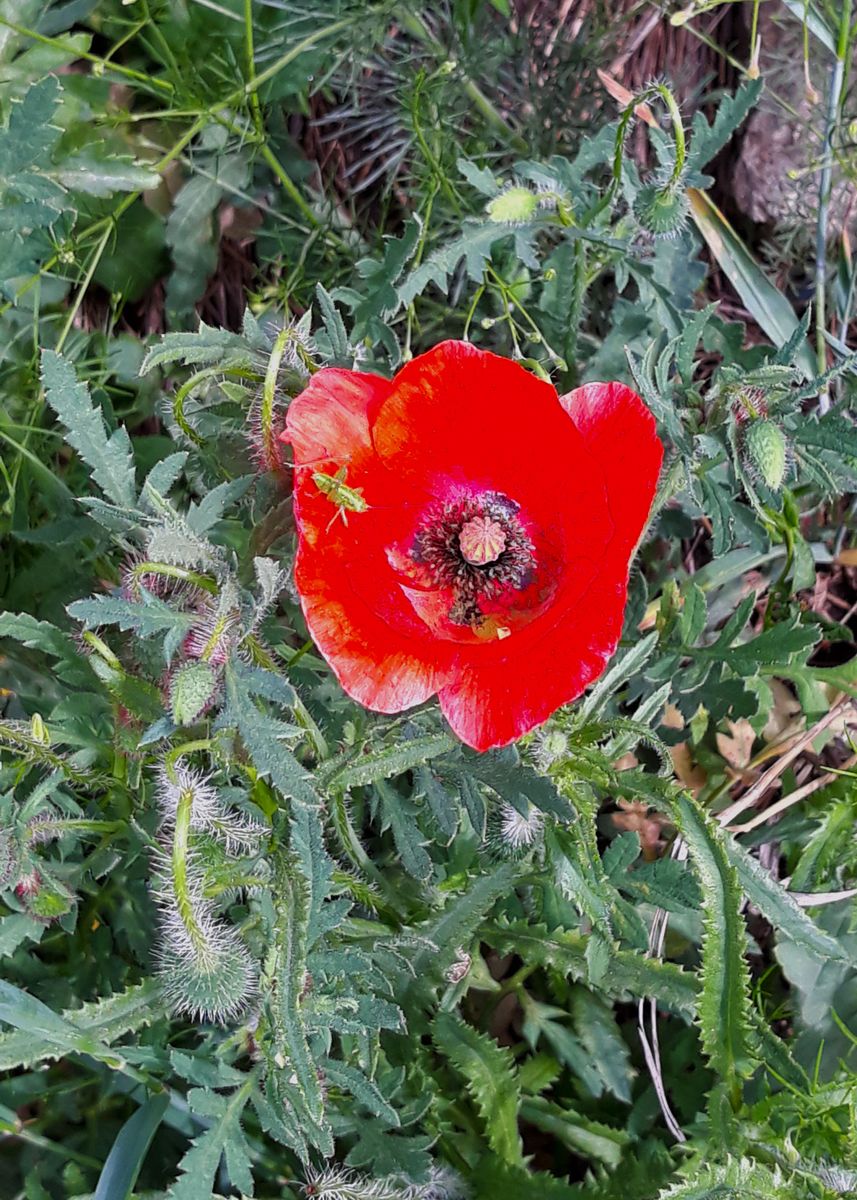 'Sensitivity' Poster, picture, metal print, paint by Edy Art Space ...